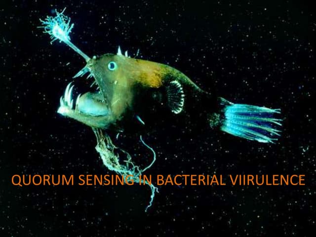 Quorum sensing in bacteria | PPT