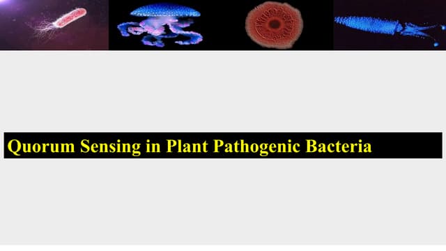 Quorum sensing in bacteria | PPT