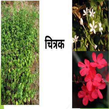 R-CHITRAKA.ppt- Description about plant chitraka- Plumbago zeylanica | PPT