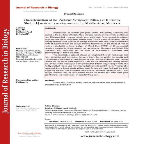 Characterization of the Tadorna ferruginea (Pallas, 1764) [Ruddy ...