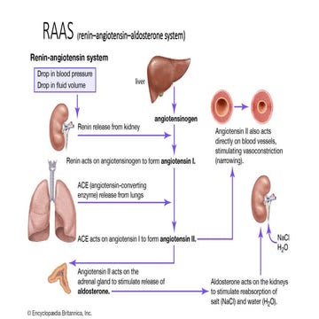 RAAS.powerpoint presentation on the respiratory process | PPT
