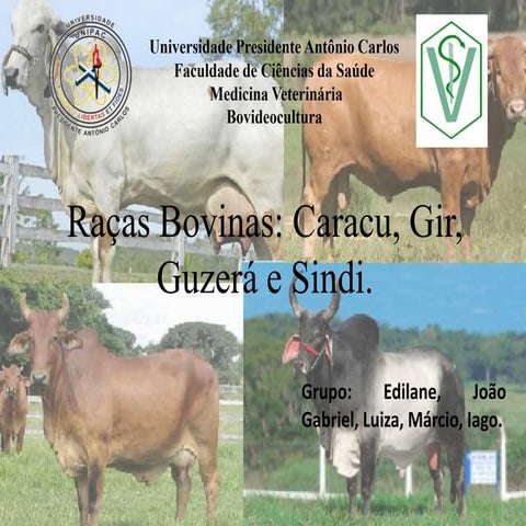 Raças bovinas caracu-gir-guzerá-sindi | PPTX