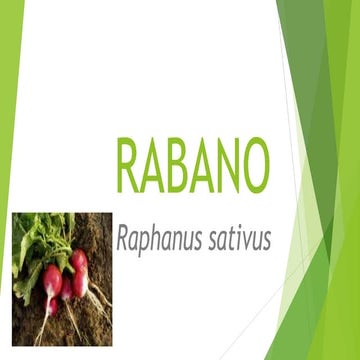 Rabano y apio | PPTX