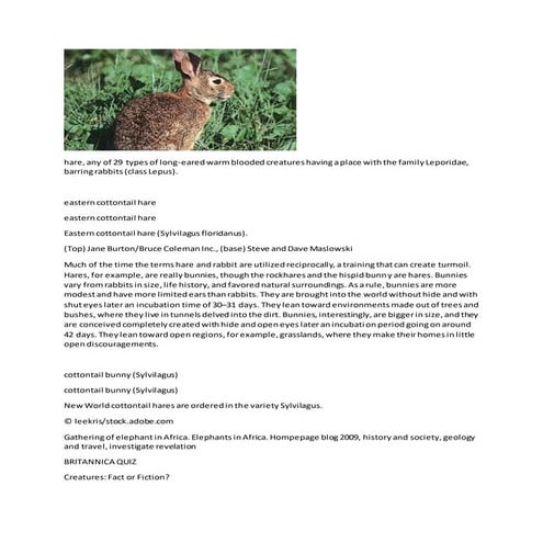 Rabbit | PDF