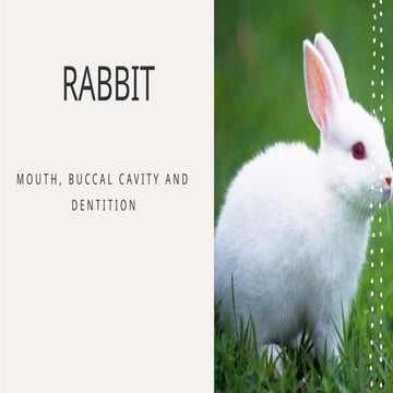 Rabbit - Mouth, Buccal Cavity and Dentition.pptx