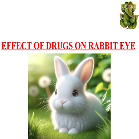Rabbit eye experiment.pptxhfgbvfhjvfyhbvg | PPTX