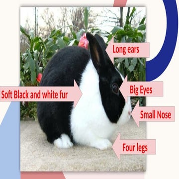 Rabbit Kinestetik materi bahasa inggris untuk smp kelas7 | PPTX