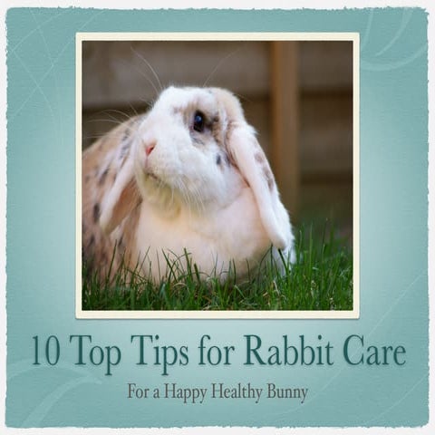 10 Top Tips for Rabbit Care | PPT