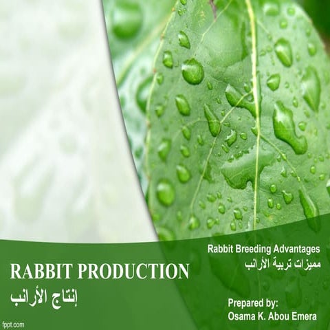 Rabbit Production- Lecture 2- Rabbit production advantages.ppt