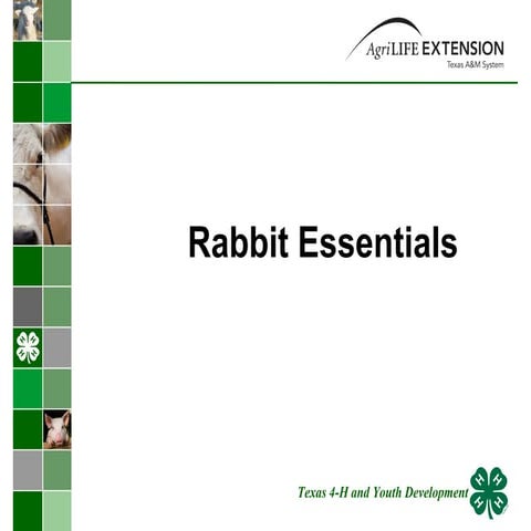 Rabbitprogram Essentials | PPT | Pets