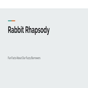 Rabbit | PPTX