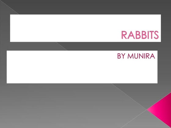 Rabbit | PPTX