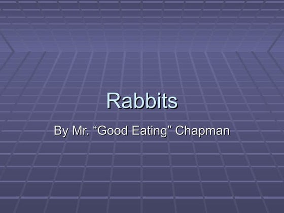 Rabbit | PPT