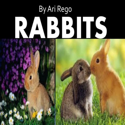 Rabbits by Ari | PPT
