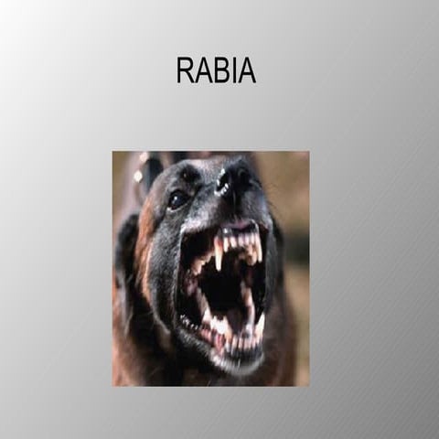 Rabia | PPT