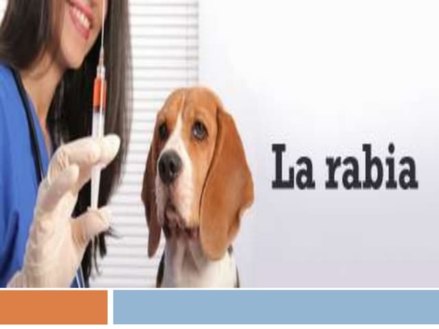 Historia natural de la enfermedad y cadena epidemiológica de la rabia | PDF