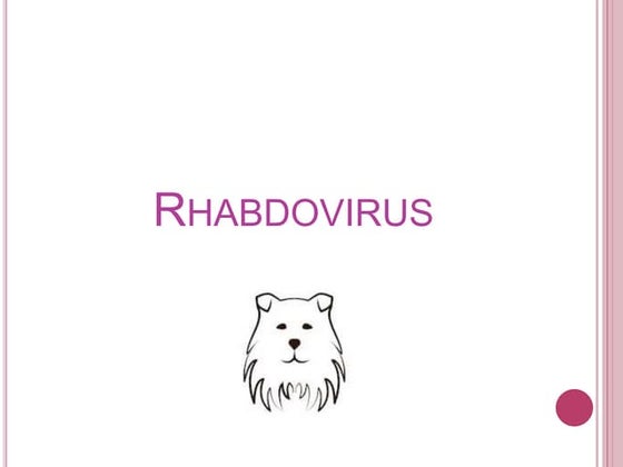 Historia natural de la enfermedad y cadena epidemiológica de la rabia | PPT