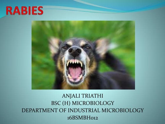 Dr.k yashoda rabies presentation | PPTX