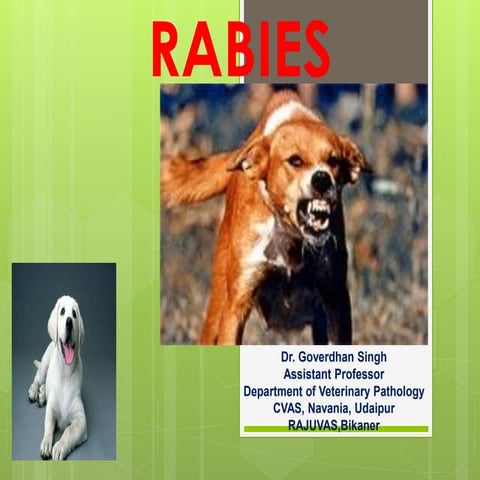 Rabies | PPT
