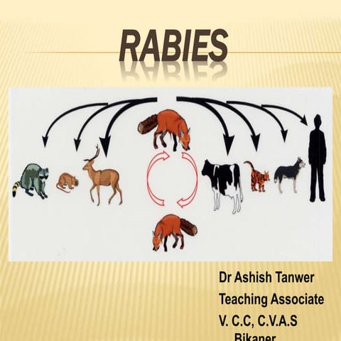 Rabies | PPTX