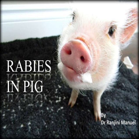 Rabies in pigs | PPTX