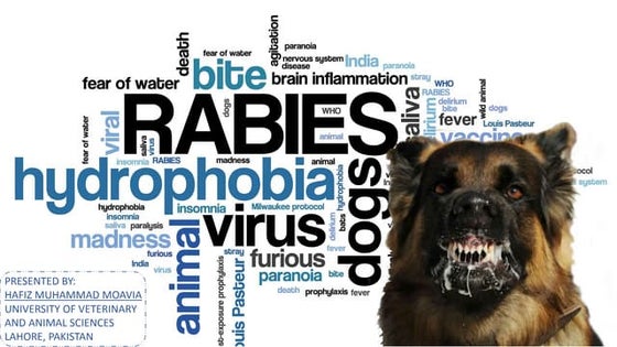 Zoonotic diseases | PPTX