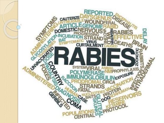 Virus rabies | PPT | Infectious Diseases | Diseases and Conditions