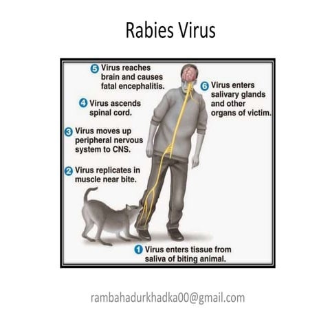 Rabies virus | PPTX