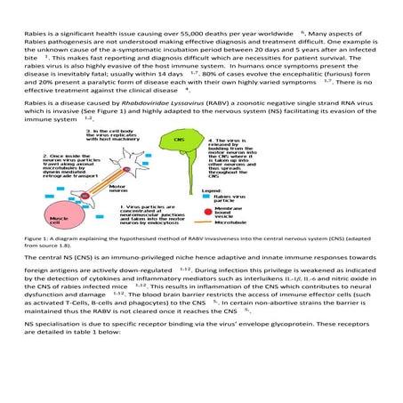 Rabies wiki | DOCX