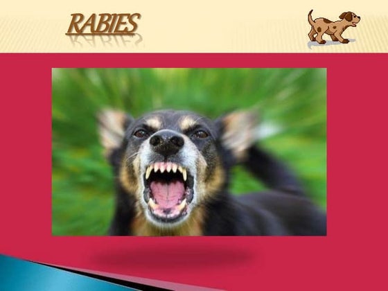 Rabies | PPTX