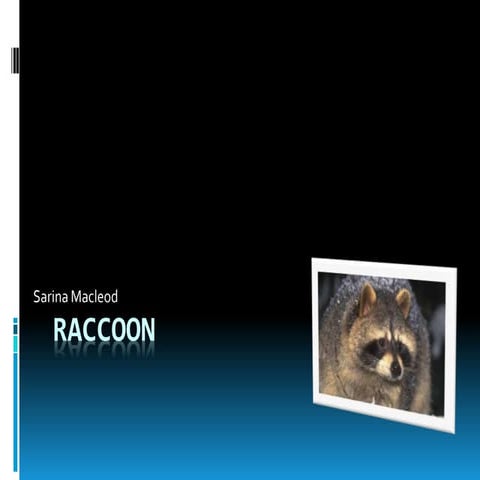 Raccoon | PPTX