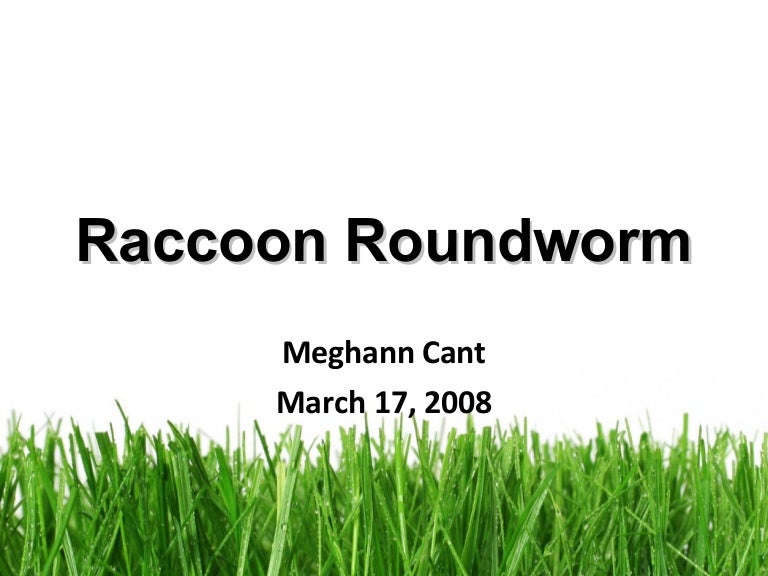 Raccoon Roundworm