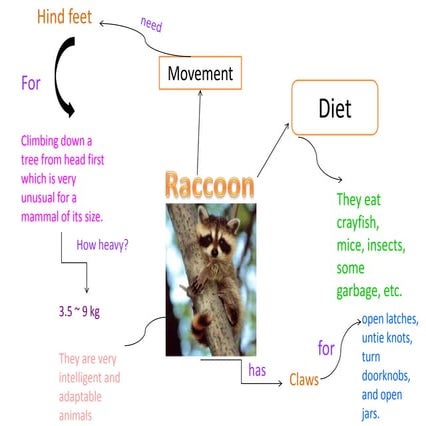 Raccoon project 2011 | PPTX