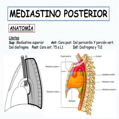 Mediastino Posterior | PPTX