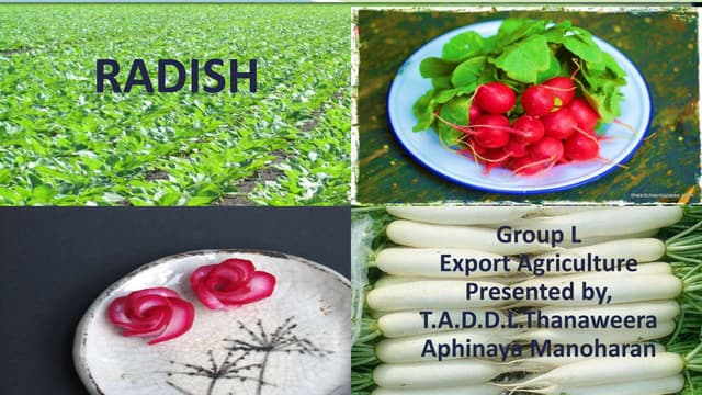 Production Technology of Radish | PPTX