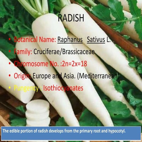 Radish | PPTX