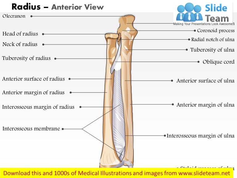 Radius Definition Location Functions Anatomy Diagram Radius Definition Location Functions Anatomy Diagram