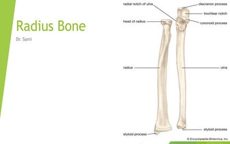 Radius And Ulna: Anatomy, Landmarks, Quiz GetBodySmart, 47% OFF