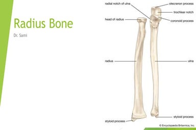 Ulna Bone Labeled