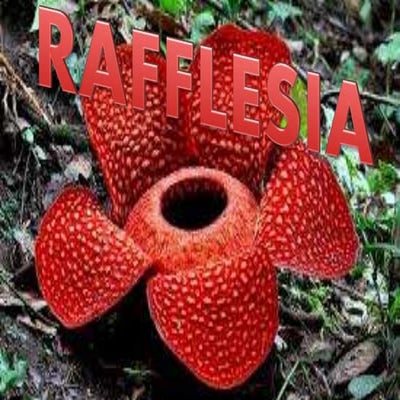 Rafflesia - The World's Largest Flower | PPTX