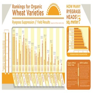 Winter Wheat Report | PDF