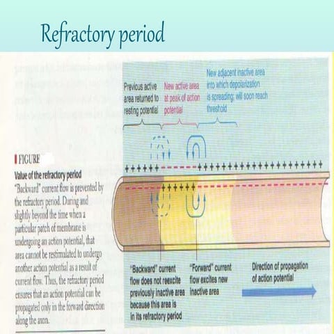 rafractory period.pptx