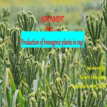 Production of transgenic plants in ragi | PPTX