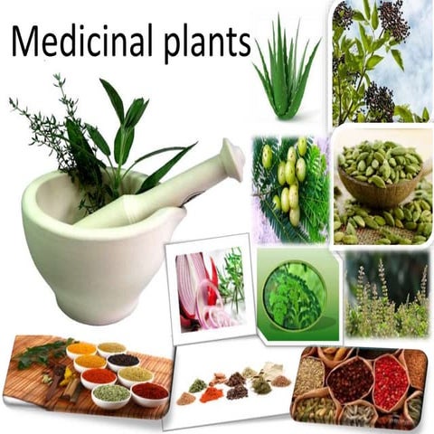 medicinal plants | PPT