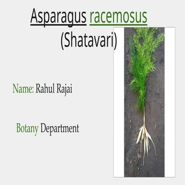 Asparagus racemosus shatavari might have antioxidant and antibacterial ...