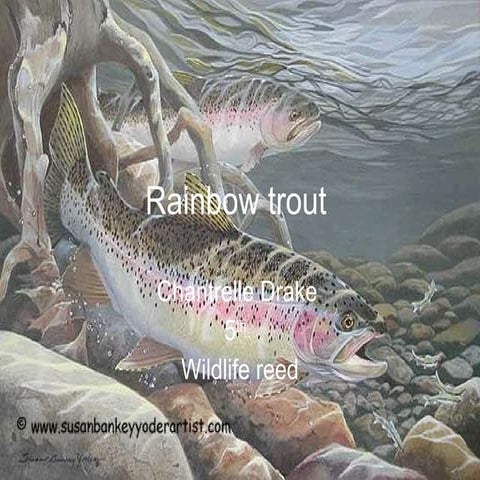 Rainbow trout | PPT