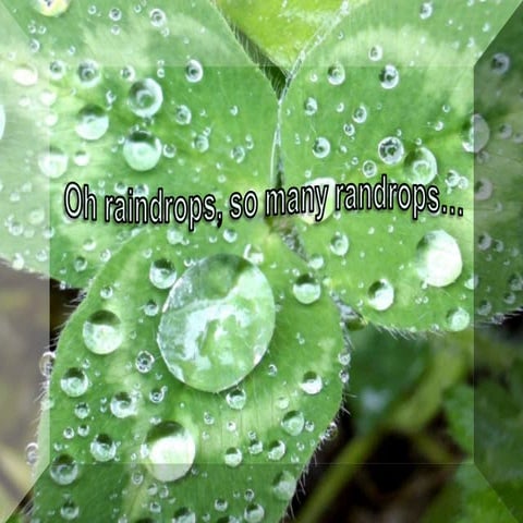 Raindrops | PPS | Music | Entertainment