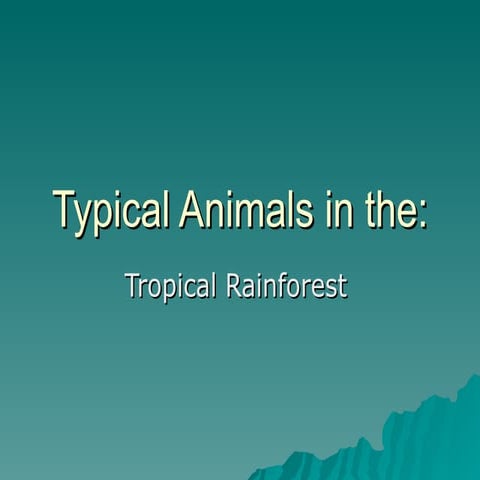 Rain Forest | PPT