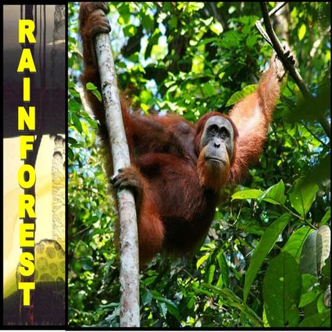 RAINFOREST ANIMALS Esőerdő állatok | PPS