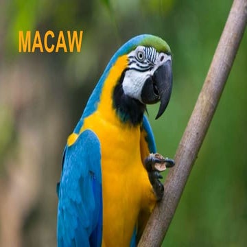 Endangered Animal Ara.pptx yo learn More | PPTX